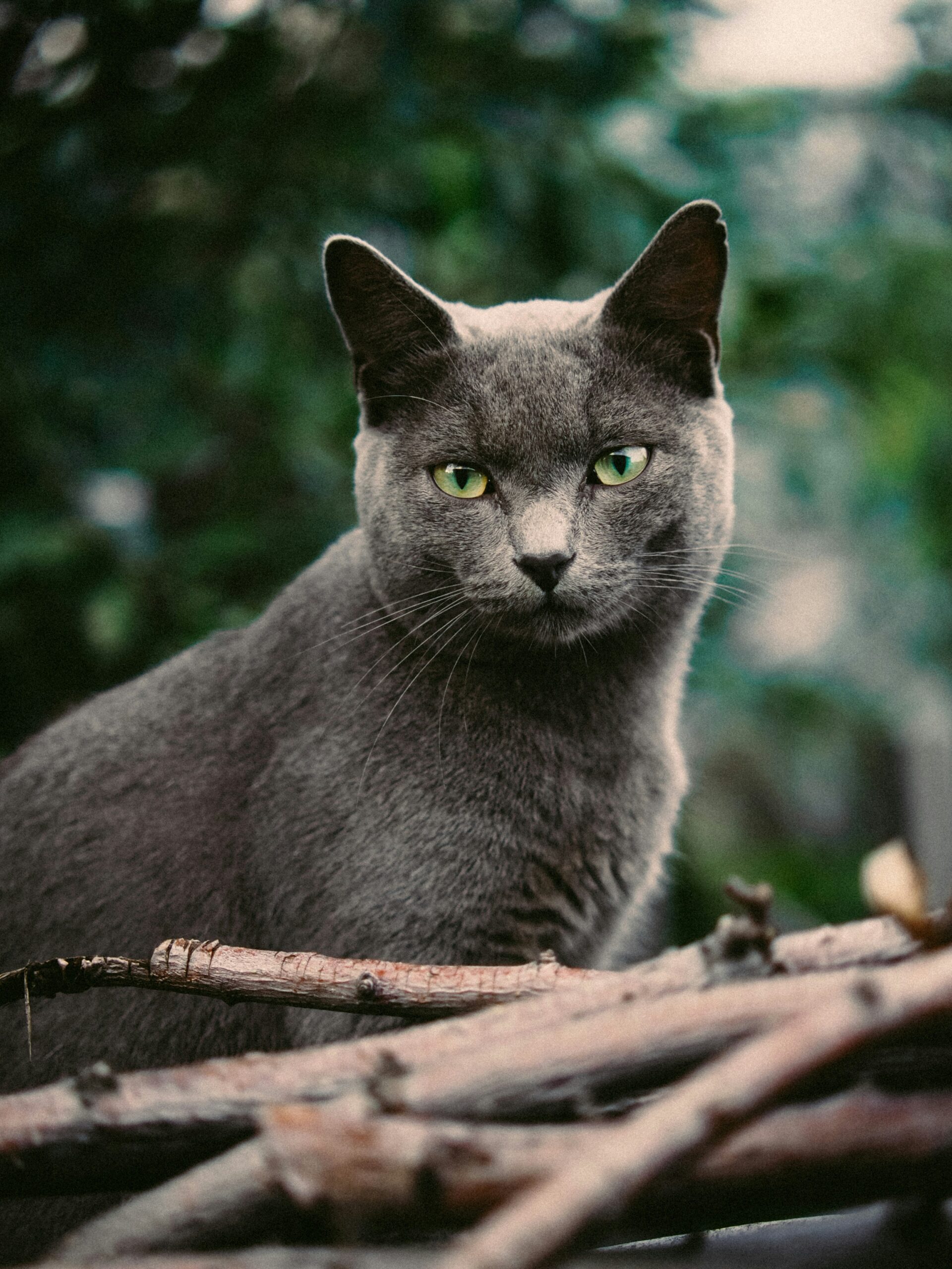 9 Feline Secrets from "SPIRIT of CAT" - Rays of Healing Light